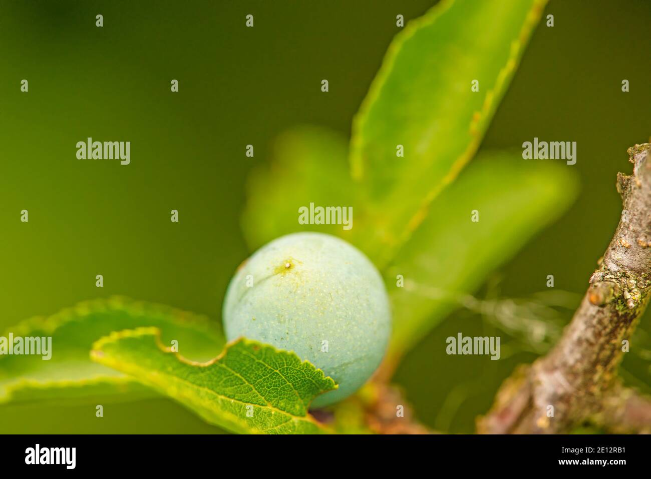 Juniper taste hi-res stock photography and images - Alamy