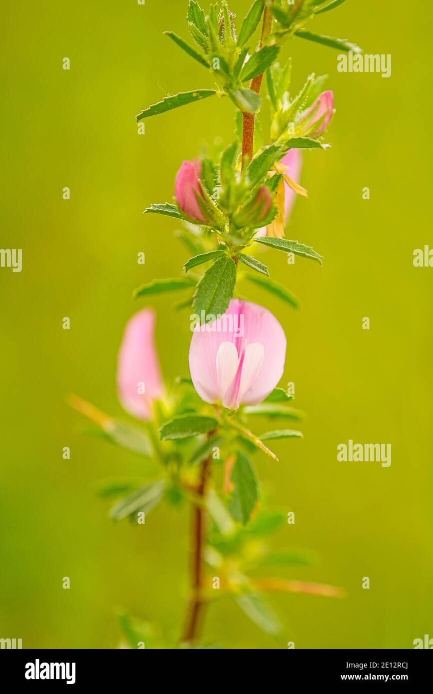 Spiny Restharrow, Medicinal Plant With Flower Stock Photo - Alamy