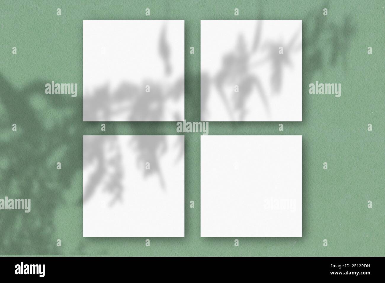4 square sheets of white textured paper on the green wall. Mockup ...