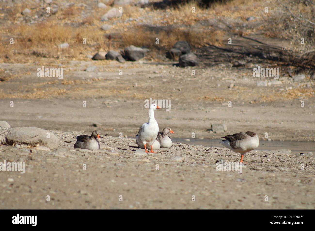 Prescott wild animals hi-res stock photography and images - Alamy
