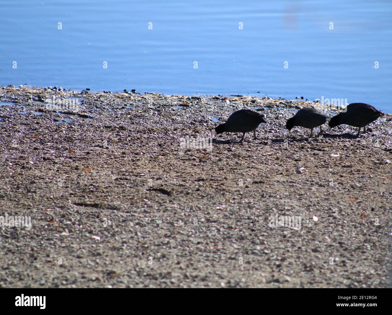 Three american coots hi-res stock photography and images - Alamy