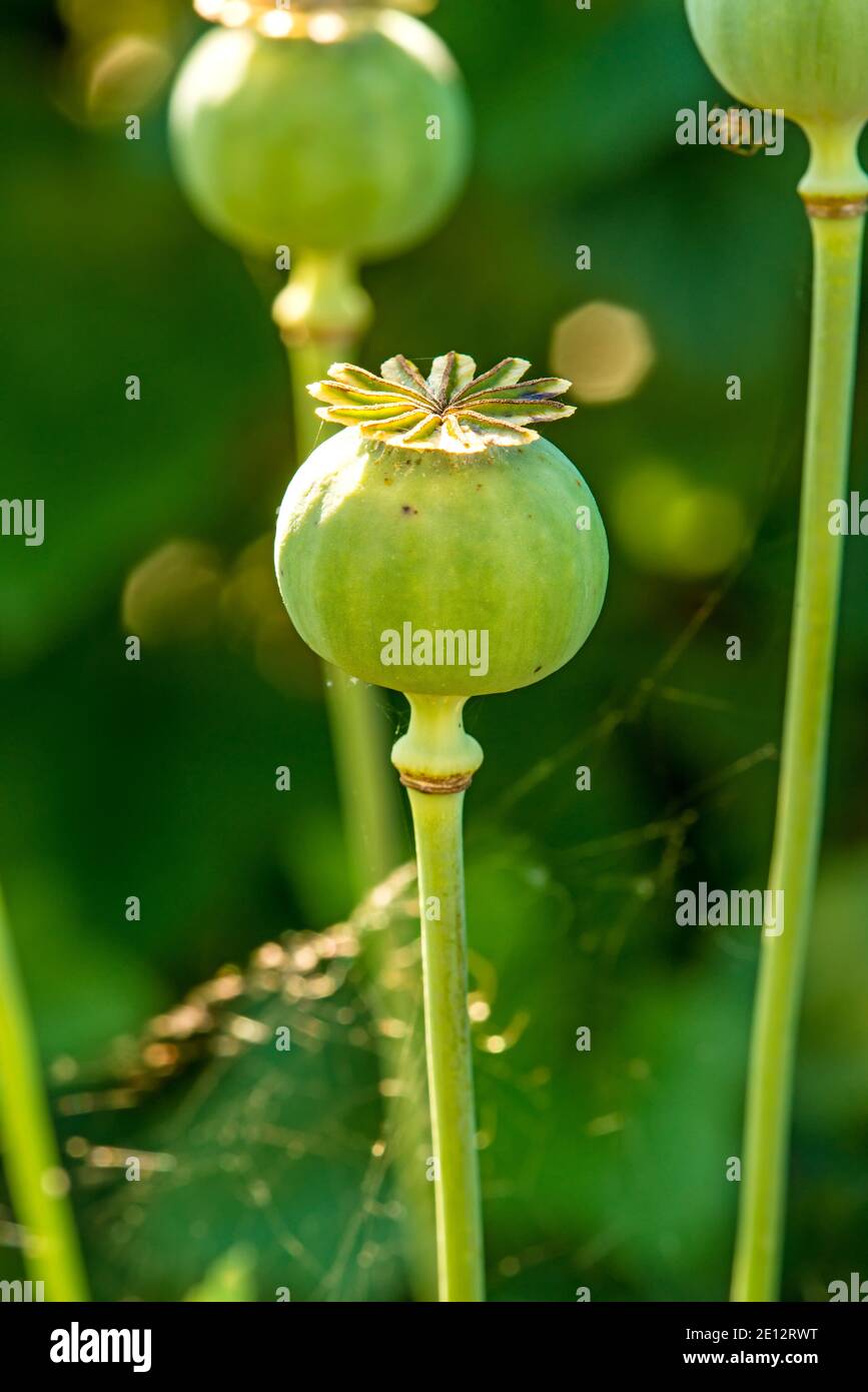 Poison papaver somniferum opium poppy hi-res stock photography and ...