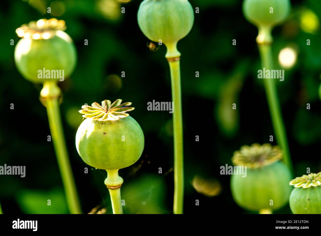 Poison papaver somniferum opium poppy hi-res stock photography and ...