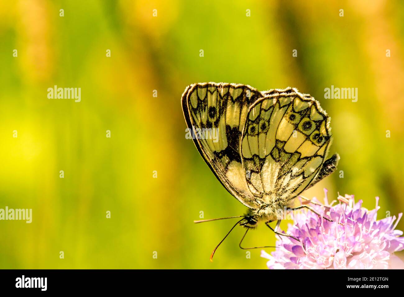 Checkerboard butterfly hi-res stock photography and images - Alamy