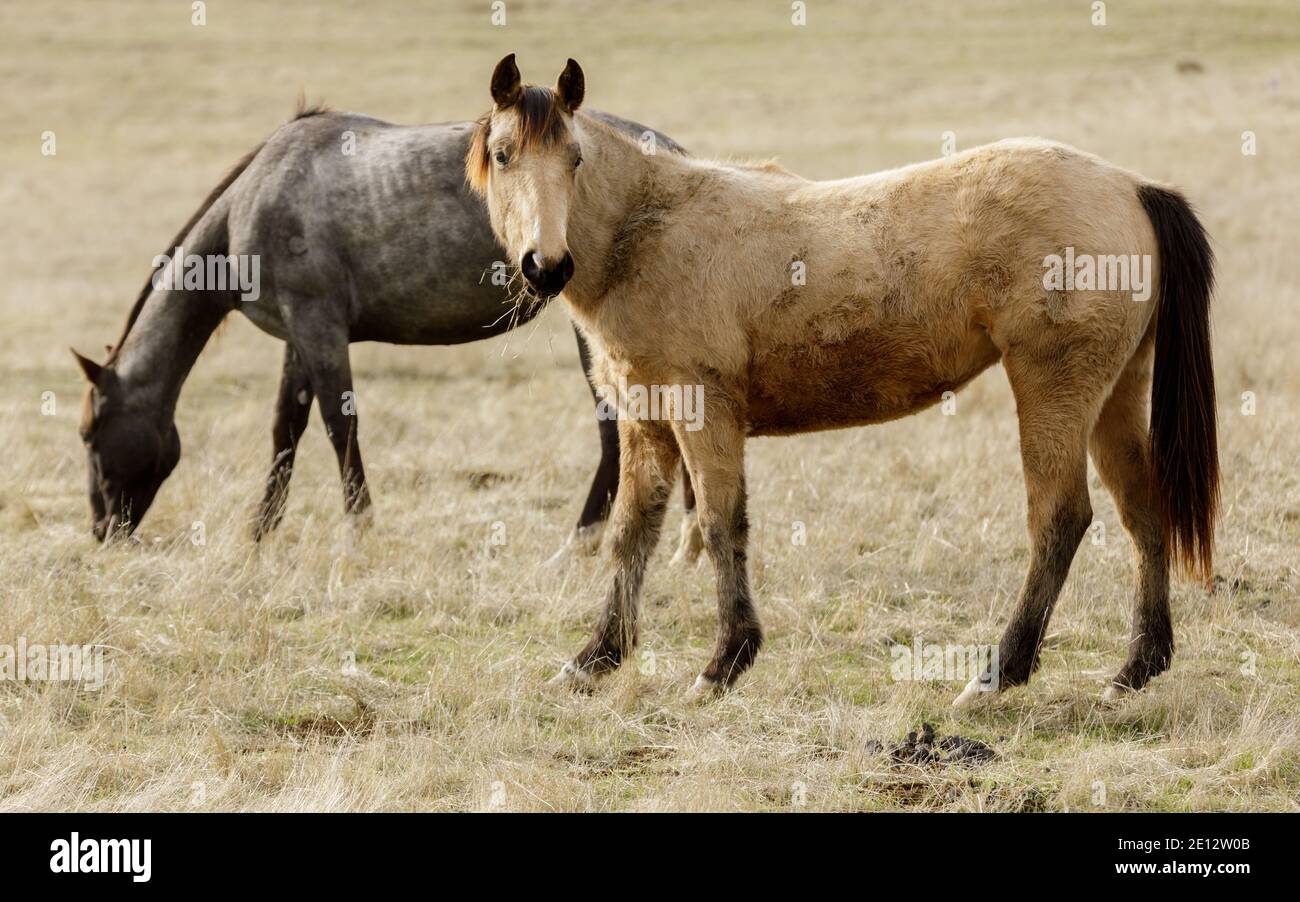 Two horses standing close hi-res stock photography and images - Alamy