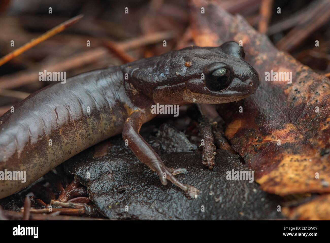 An oregon ensatina (Ensatina eschscholtzii oregonensis), a lungless ...