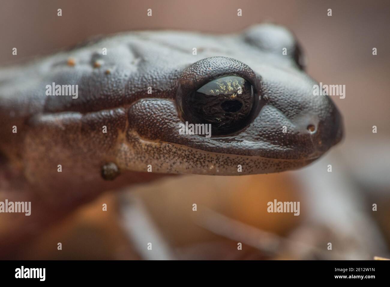 Salamander Face