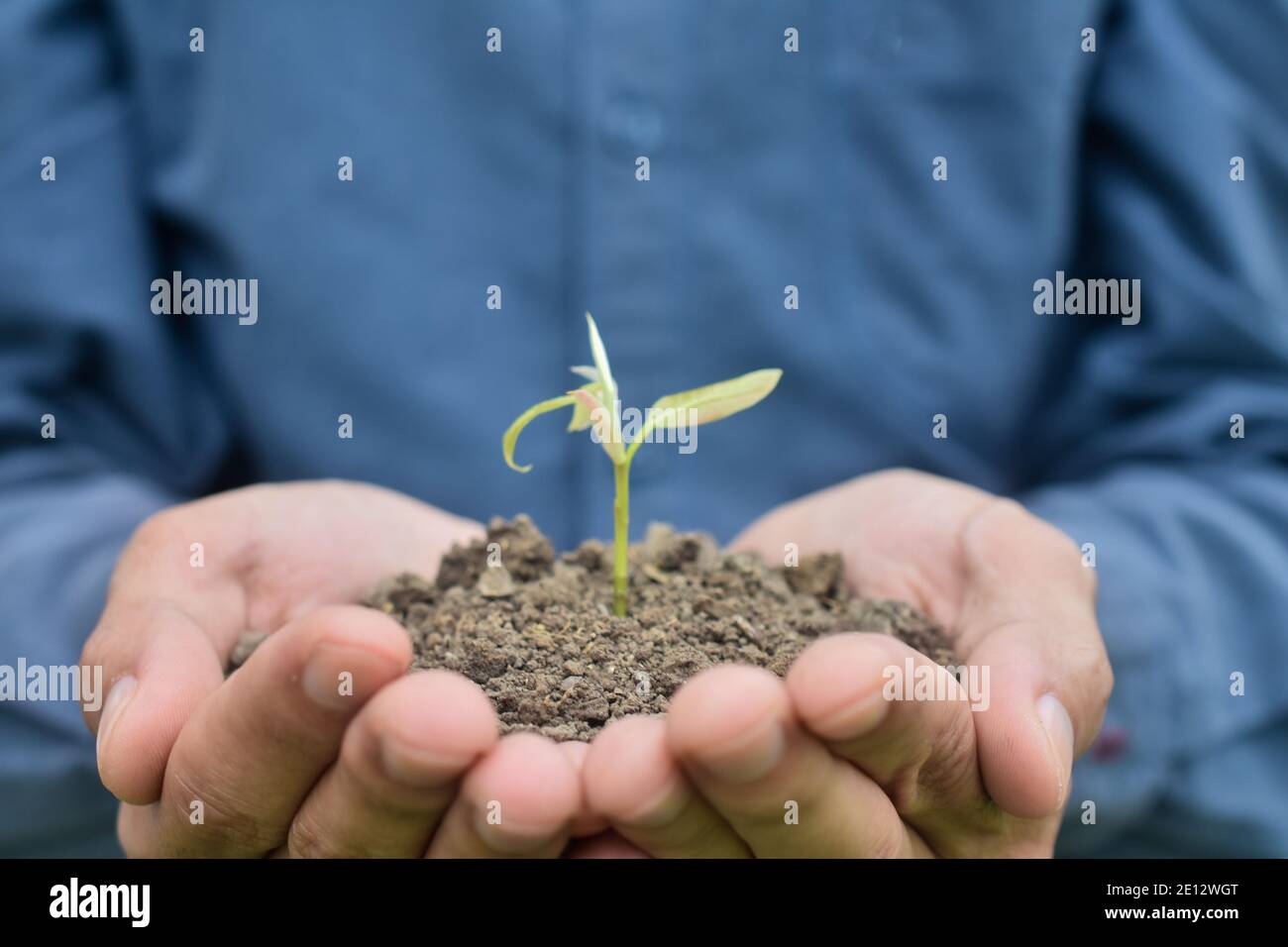 Close up hand holding tree growth soft focus,nature, hand, leaf, spring ...