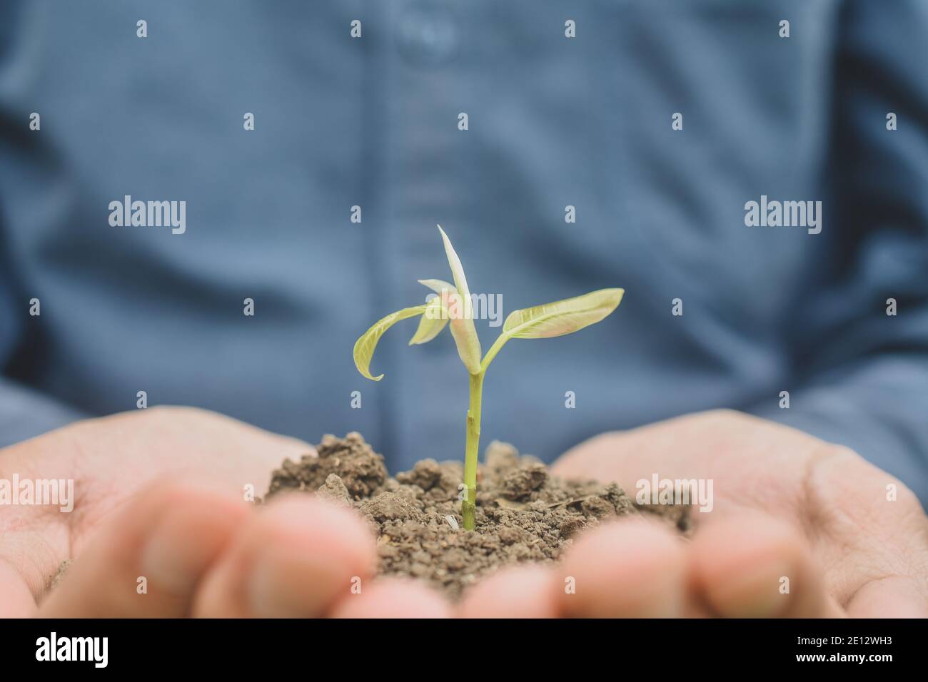 Close up hand holding tree growth soft focus,nature, hand, leaf, spring ...