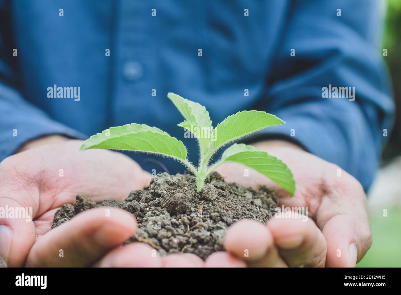 Close up hand holding tree growth soft focus,nature, hand, leaf, spring ...