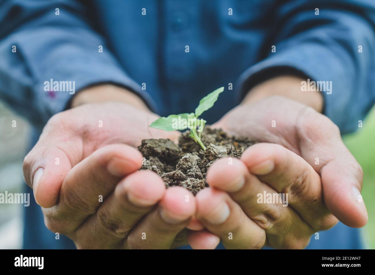 Close up hand holding tree growth soft focus,nature, hand, leaf, spring ...