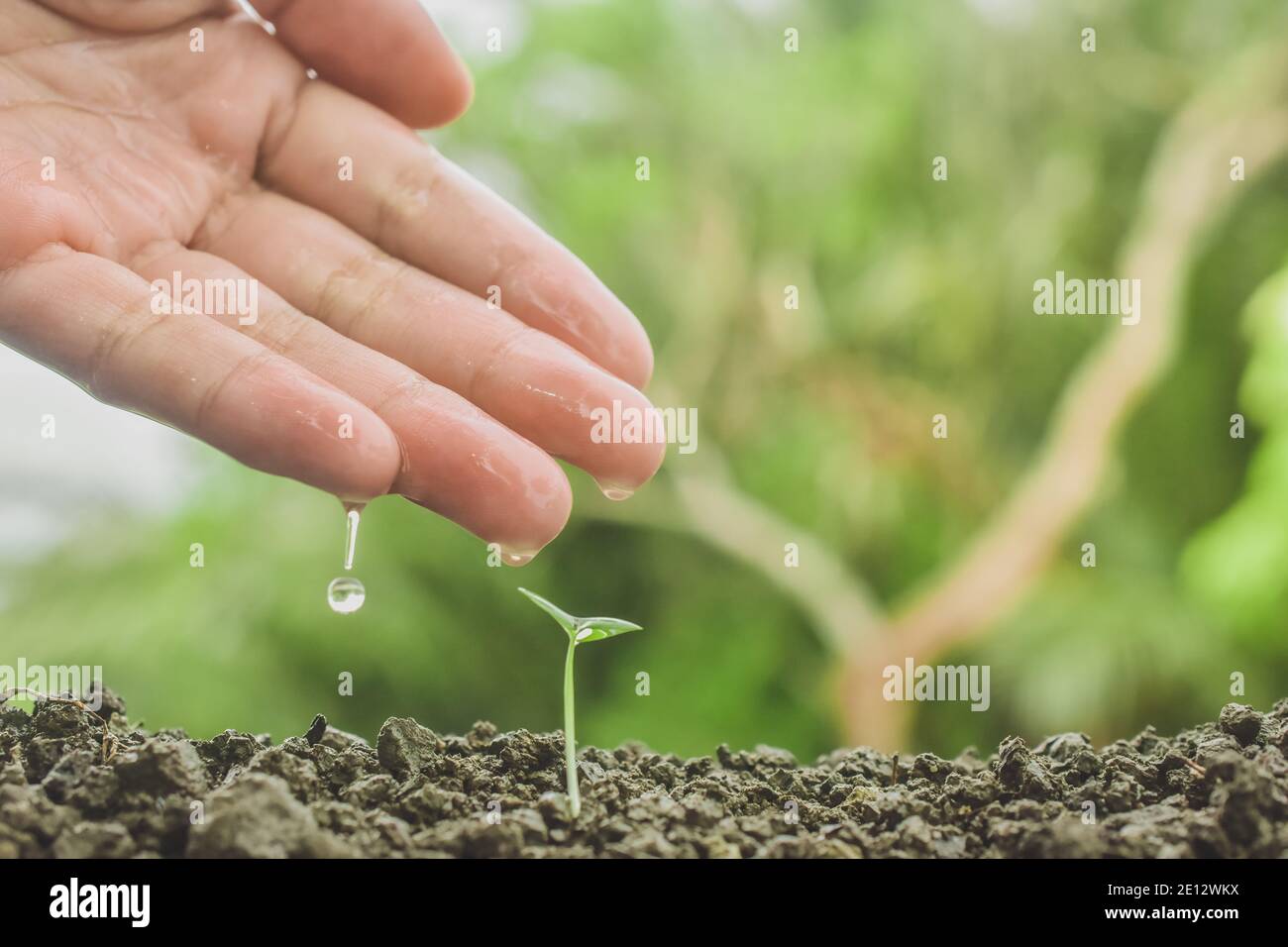 Hand pouring water plant tree growth seeding spring in garden Stock ...