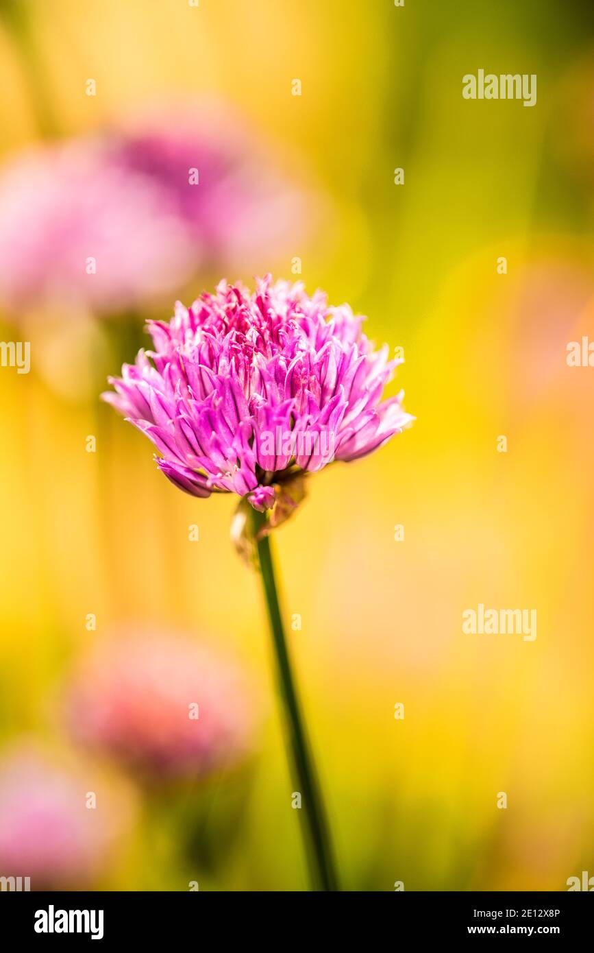 Blooming Chive In Spring With Blurred Yellow Background Stock Photo - Alamy