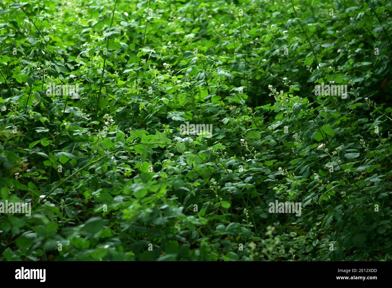 Thorny scrub hi-res stock photography and images - Alamy