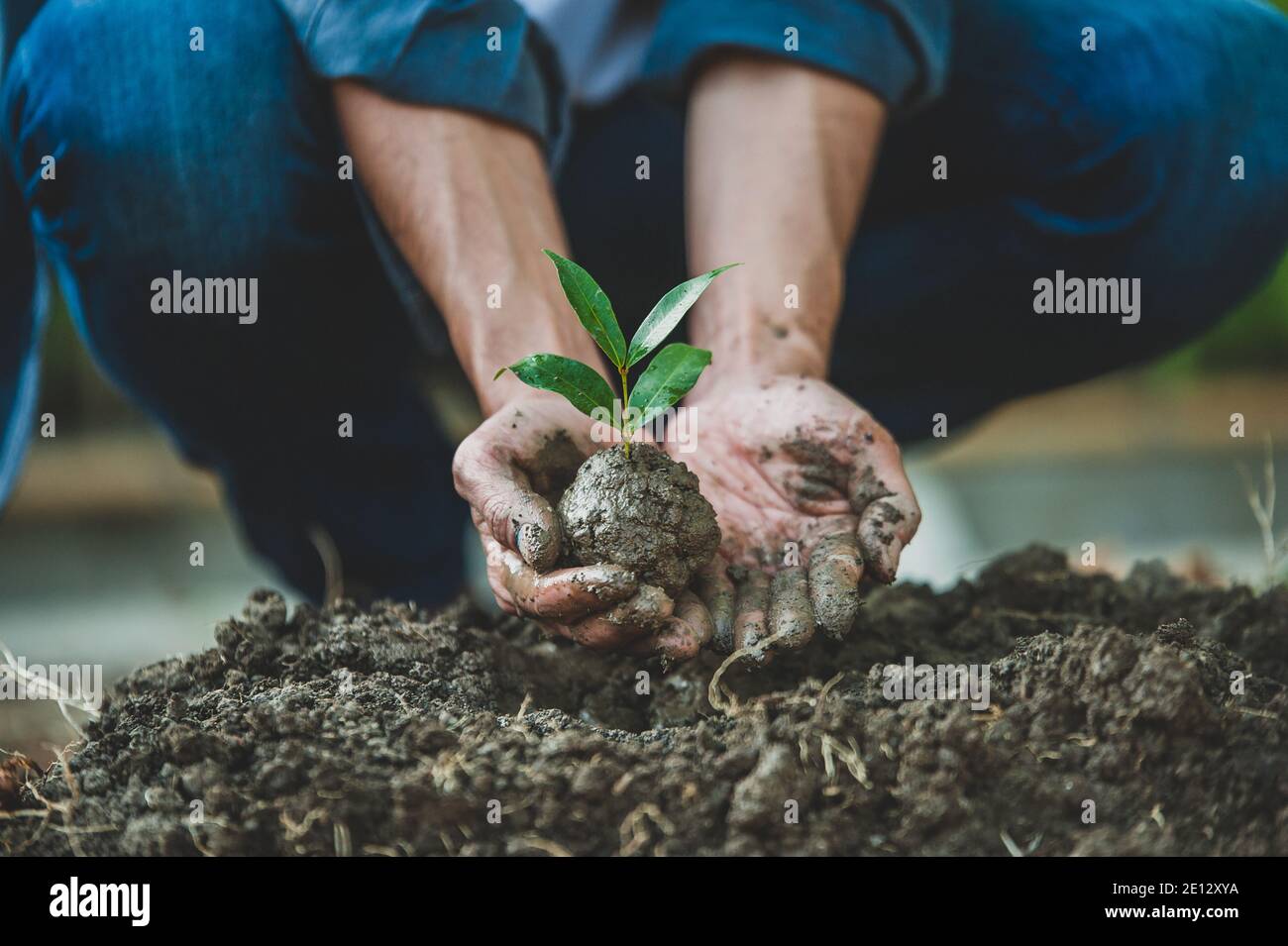 Hand planting tree hi-res stock photography and images - Alamy