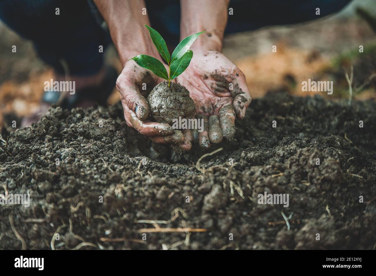 Hand planting tree hi-res stock photography and images - Alamy