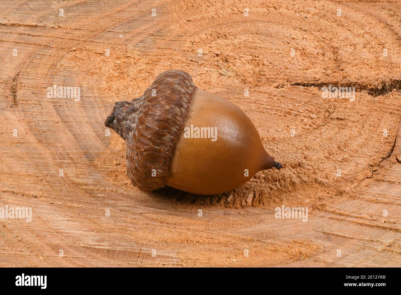Acorn of an oak tree on wood background. High resolution photo. Full ...