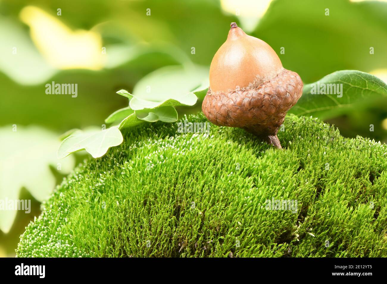 Acorn of an oak tree on a moss stone. Isolated on forest background ...