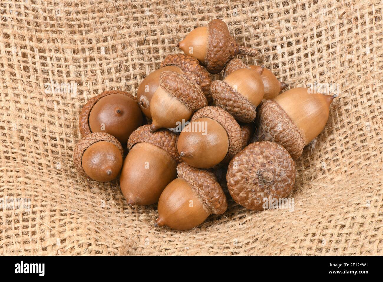 Acorn of an oak tree isolated on sackcloth background. High resolution ...