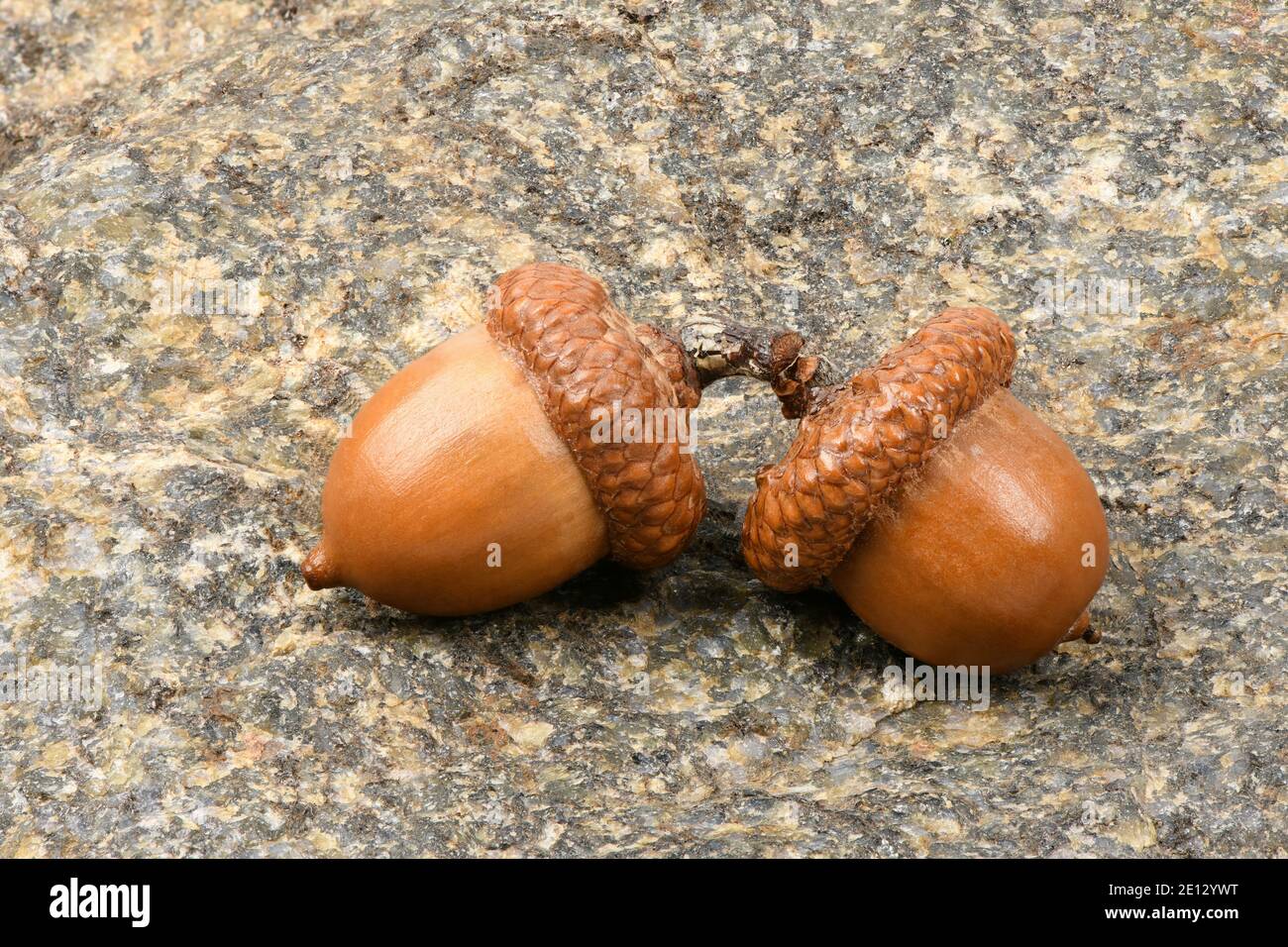Acorn of an oak tree isolated on rock background. High resolution photo ...