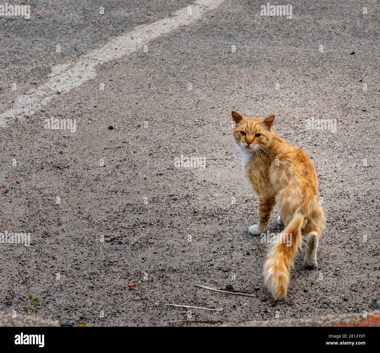 Scratchy Animal High Resolution Stock Photography and Images - Alamy