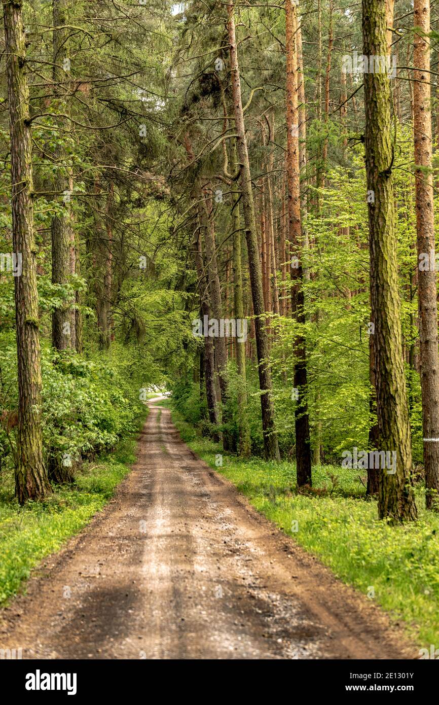 Straight Forest Path In Spring With Larches And Pines On The Sides ...