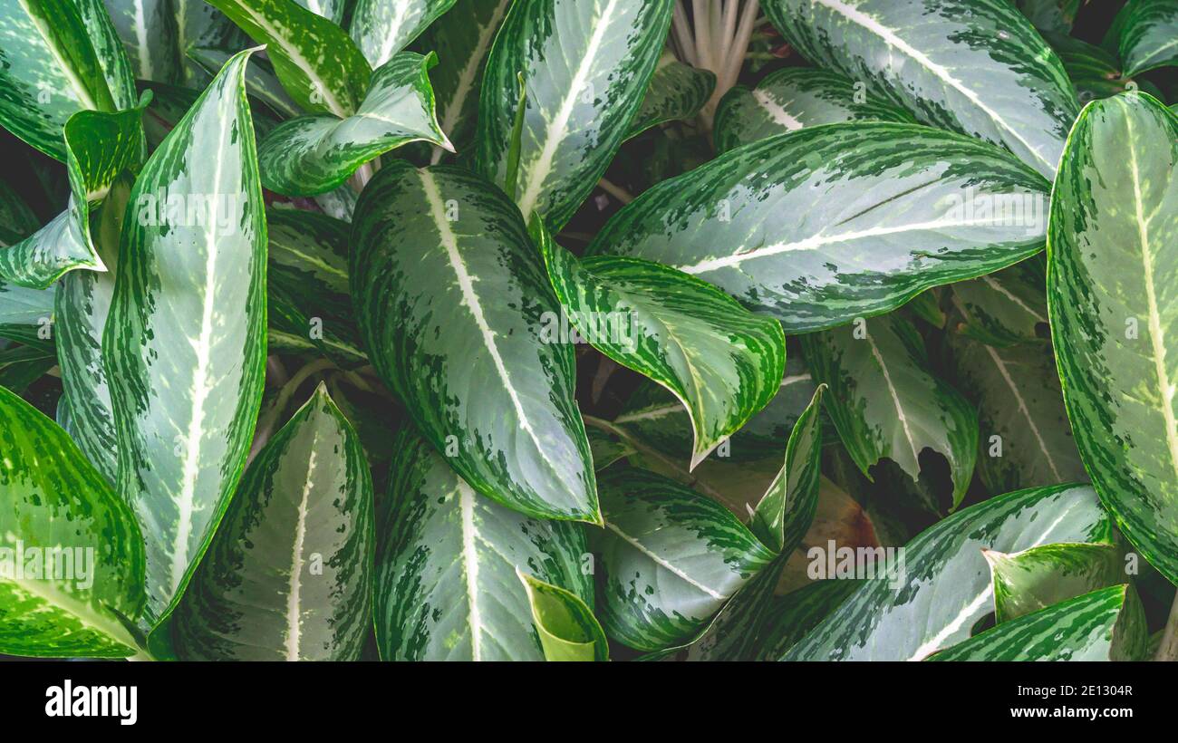 Beautiful leaves of Aglaonema Emerald Bay. Natural background Stock ...