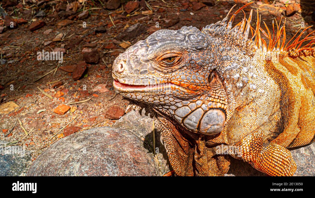 Wild tropical iguana scales spikes hi-res stock photography and images ...