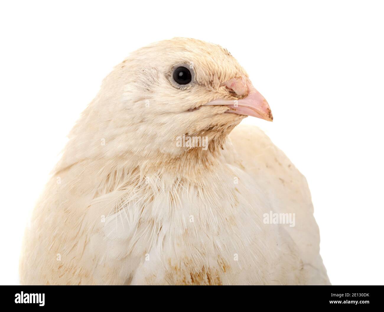 Japanese quail in front of white background Stock Photo - Alamy