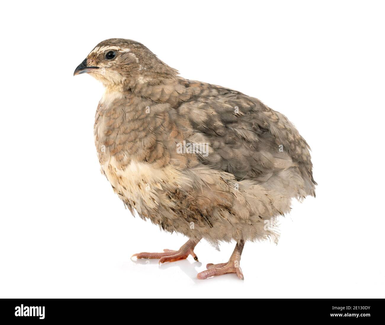 Japanese quail in front of white background Stock Photo - Alamy
