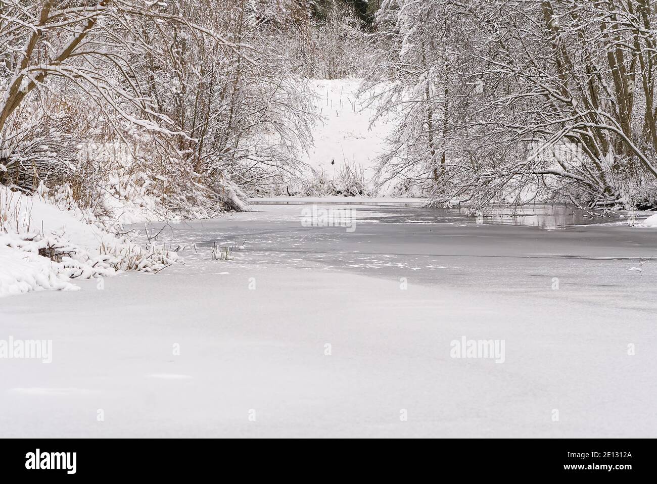 Winter landscape forest and frozen river. tree branch under snow in ...