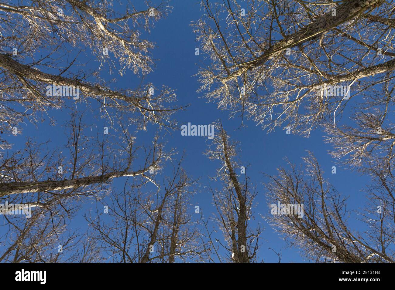 Black poplar branch hi-res stock photography and images - Alamy