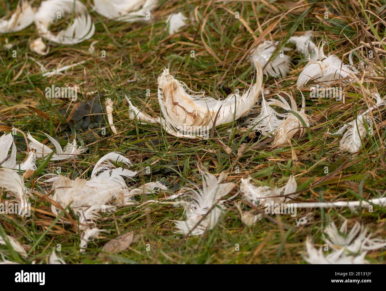 Sad swan hi-res stock photography and images - Alamy