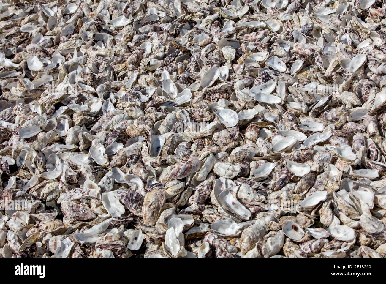 Thousands of empty shells of eaten oysters discarded on sea floor in ...