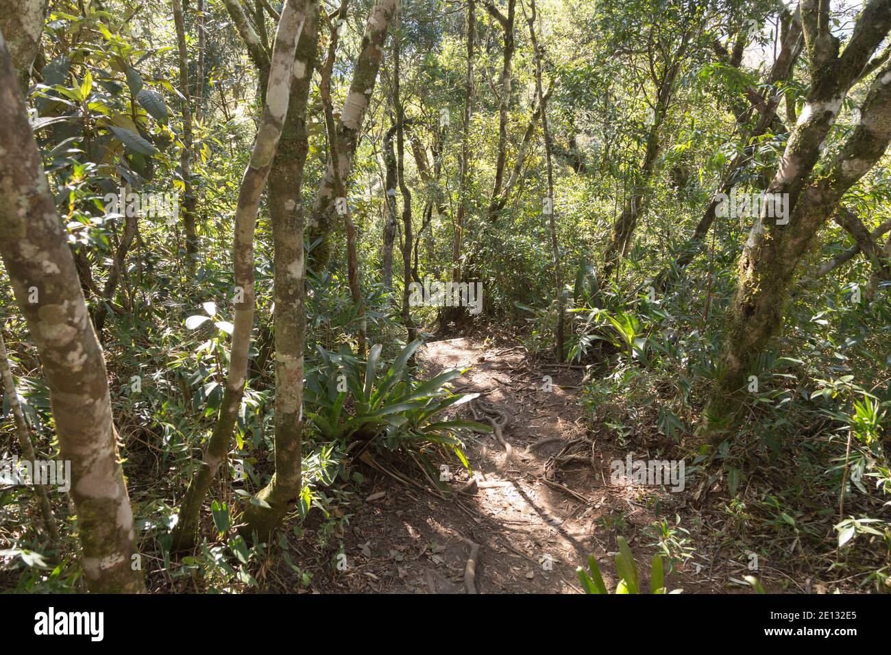Rain Forest in the State of Rio de Janeiro, Brazil Stock Photo - Alamy