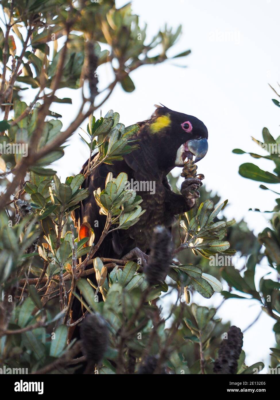 Banksia nuts hi-res stock photography and images - Alamy
