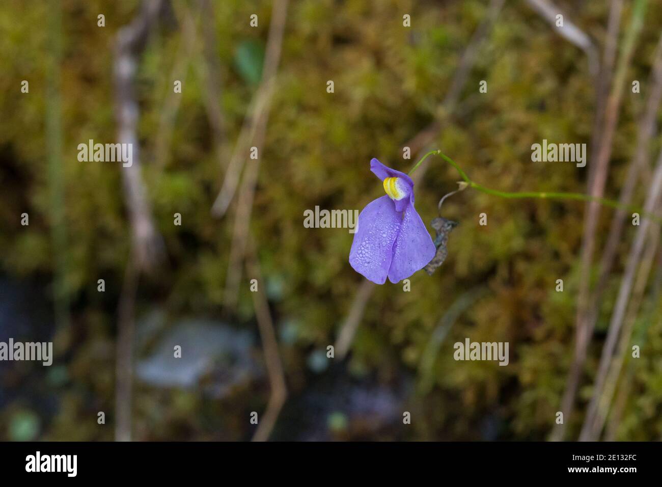 the beautiful violet flower of the Bladderwort Utricularia geminiloba ...