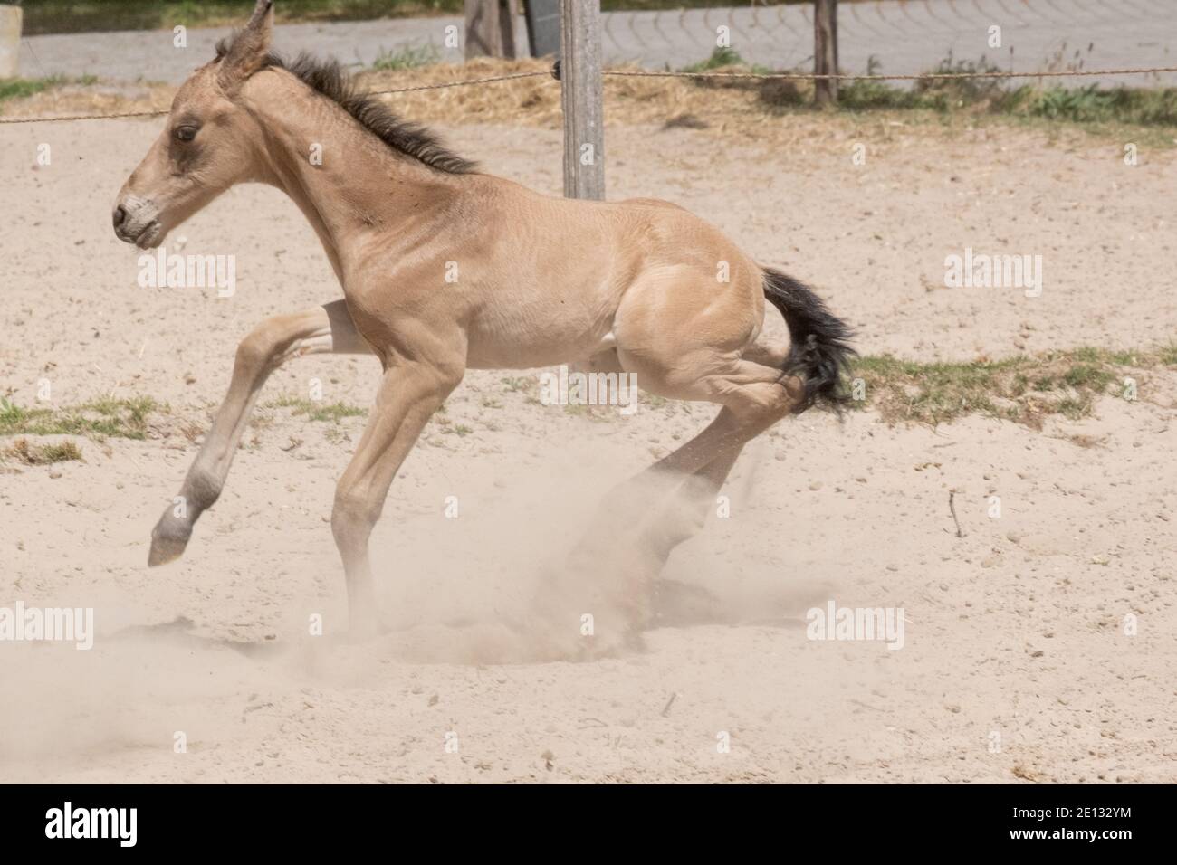 Small newborn yellow foal. He galloped unstable for the first time in ...