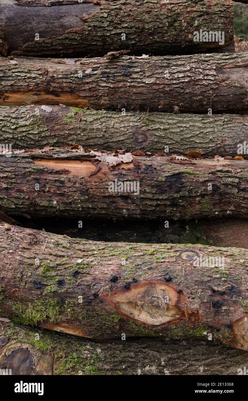 Logging in wood lumber hi-res stock photography and images - Alamy
