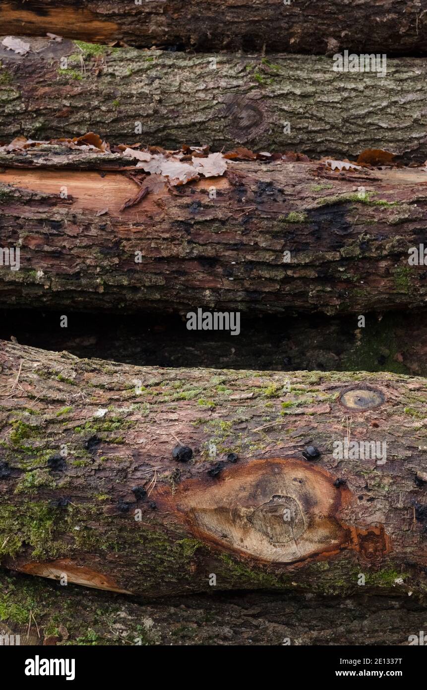 Felled trees at a logging site, deforestation pile or stack of wood ...
