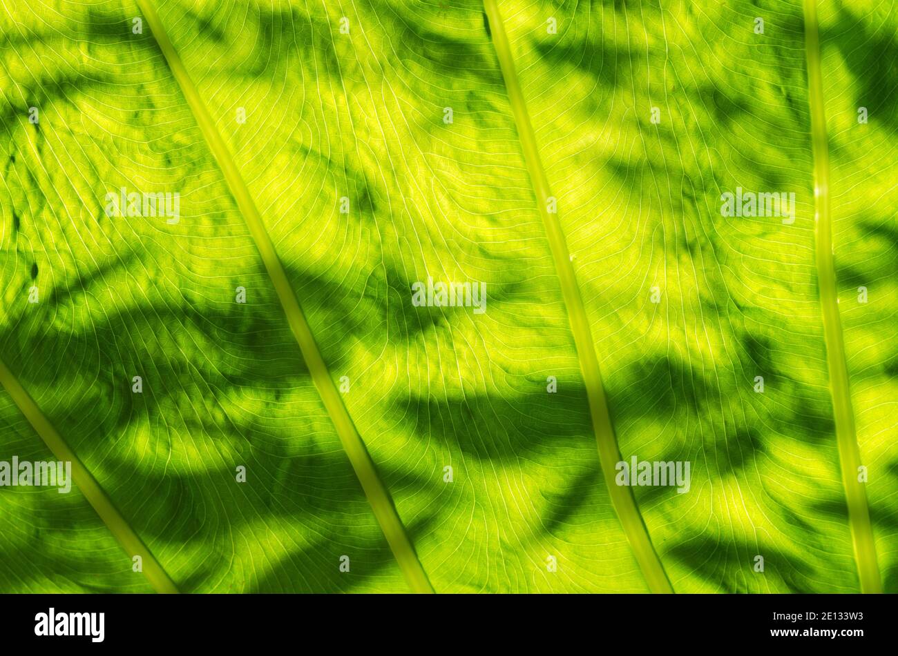 Light on Green Leaf in Soft Focus Texture Detail for Abstract ...