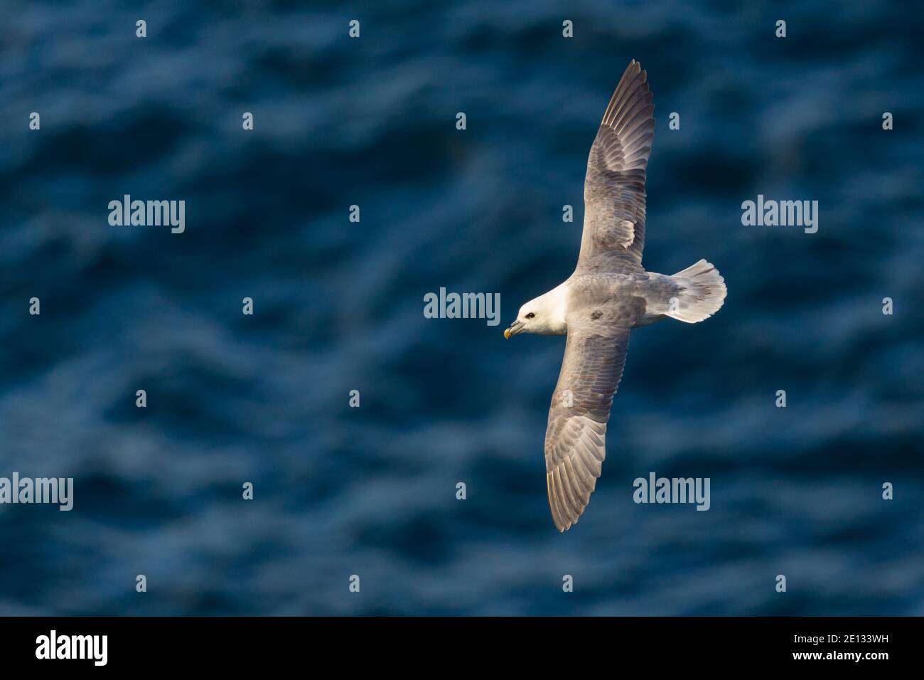 close-up one flying northern arctic fulmar (fulmarus glacialis), blue ...