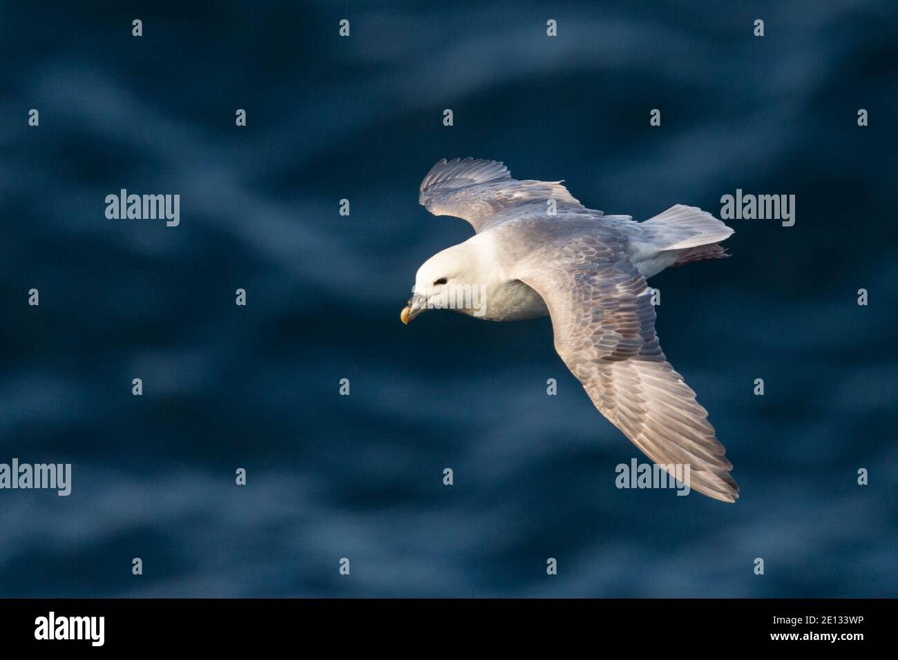 close-up one northern arctic fulmar (fulmarus glacialis) in flight ...