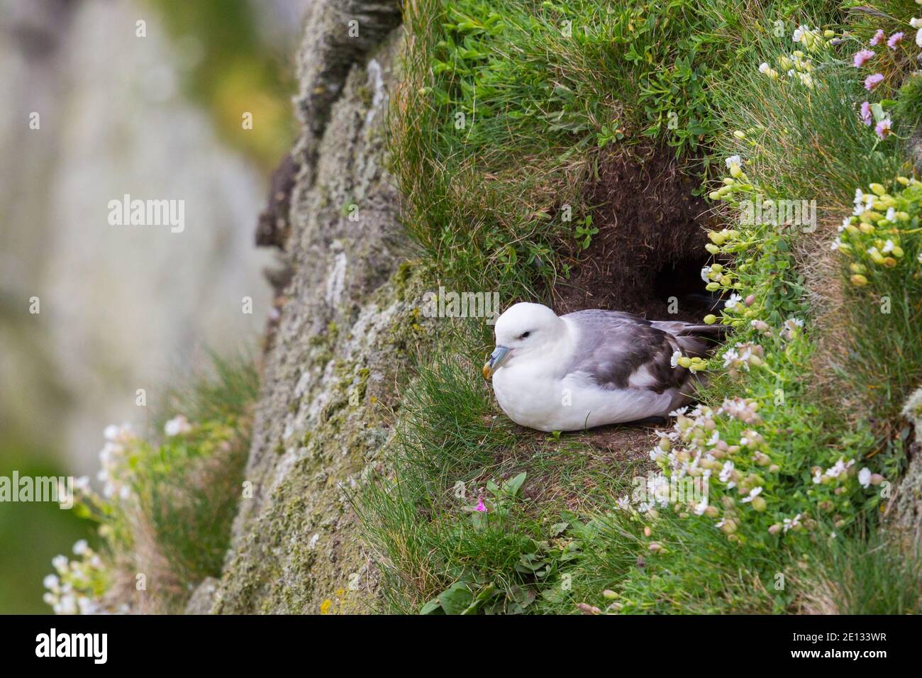 one northern arctic fulmar (fulmarus glacialis) breeding on cliff Stock ...