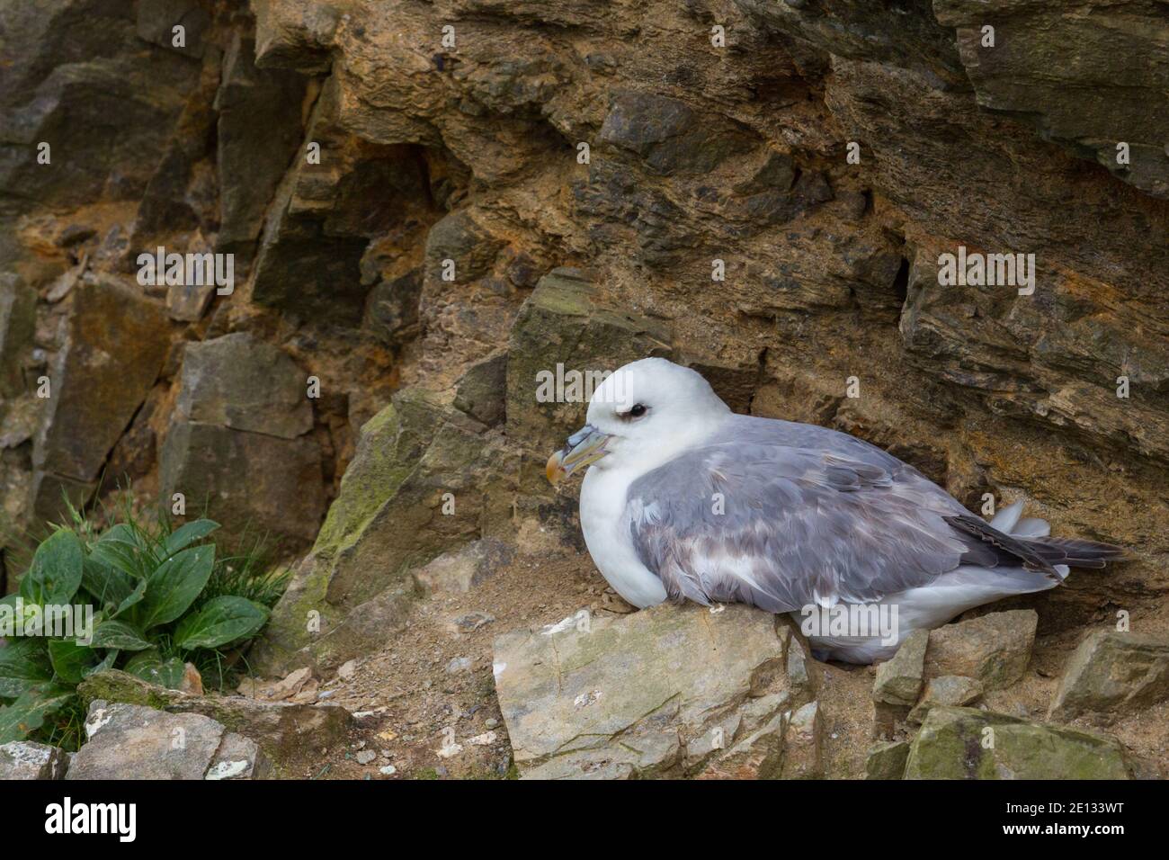 one natural northern arctic fulmar (fulmarus glacialis) breeding Stock ...