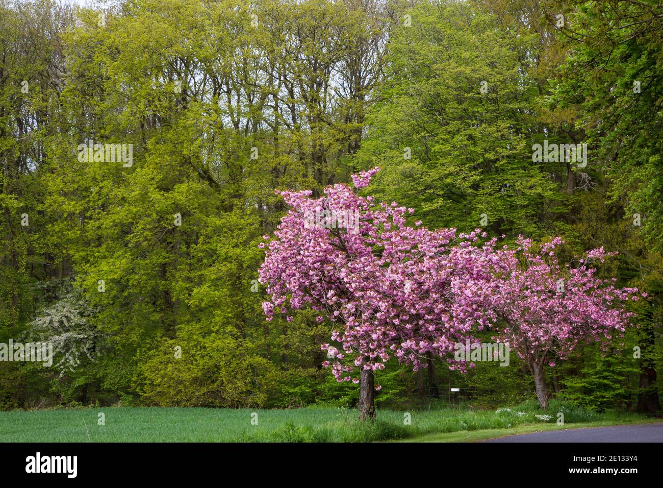 Blossom trees in Normandy, France Stock Photo - Alamy
