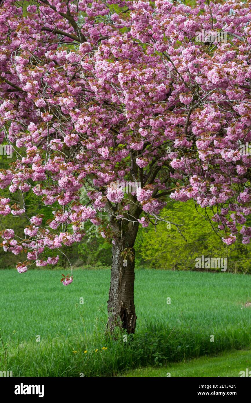 Tree in normandy hi-res stock photography and images - Alamy