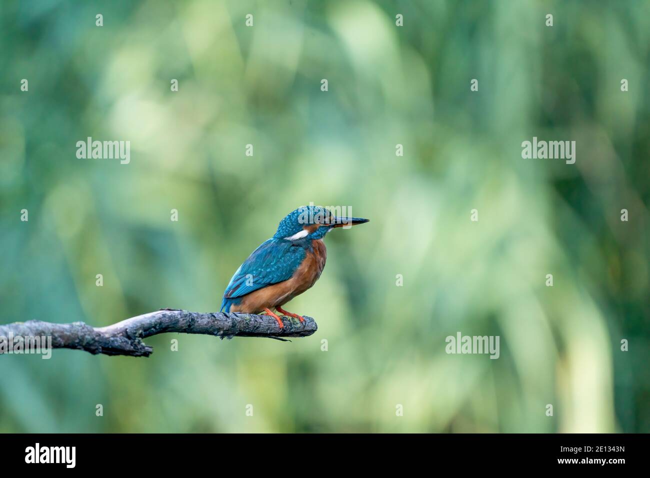 Beautiful blue Kingfisher bird, male Common Kingfisher, sitting on a ...