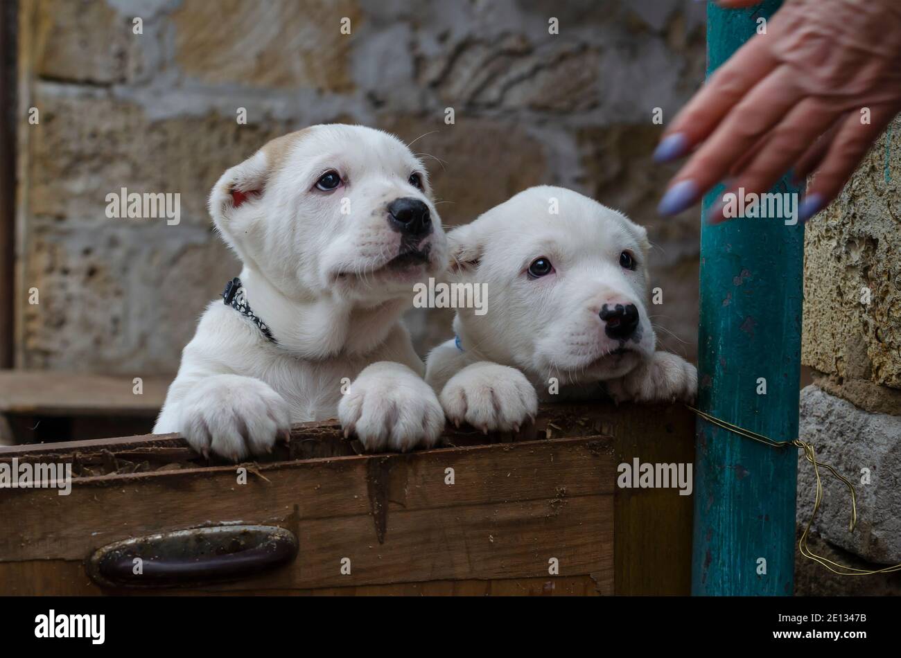 Funny Central Asian shepherd puppies looking at clapping puppy palms ...