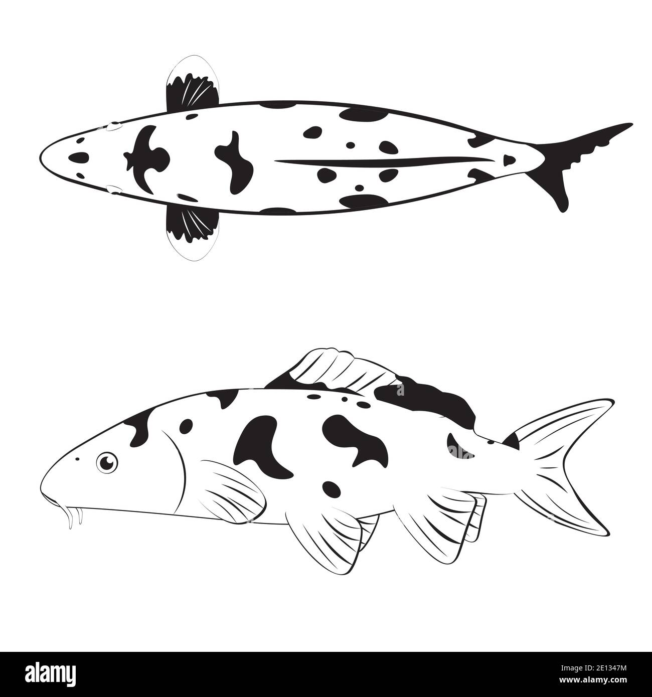 Koi fish lake Black and White Stock Photos & Images - Alamy